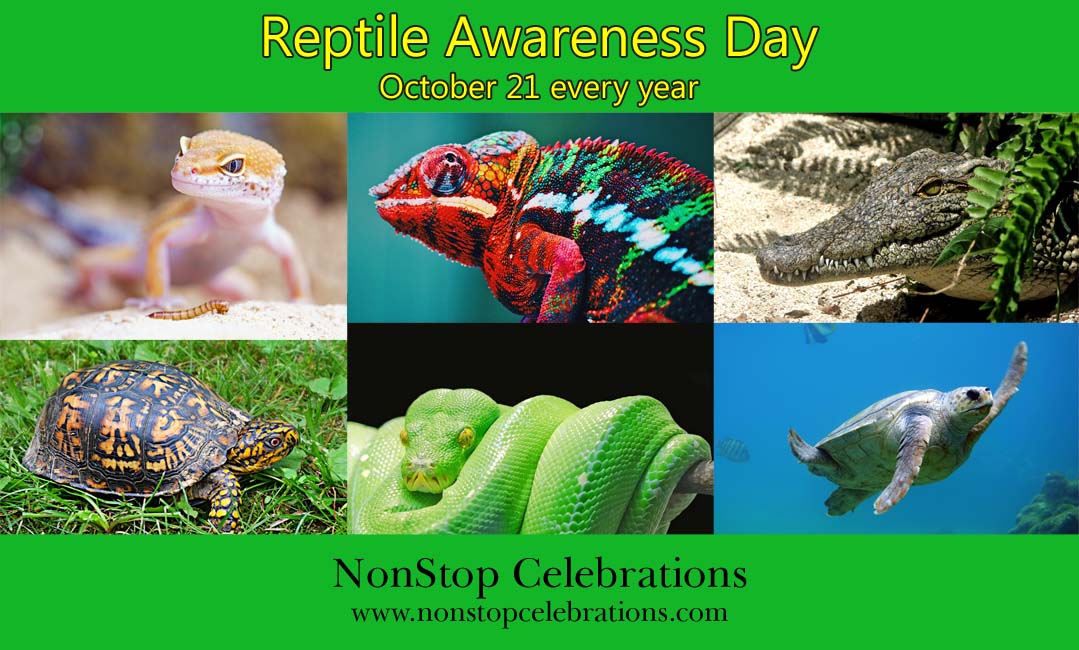 NonStop Celebrations | © LookSee Information Solutions, 2014 - 2017